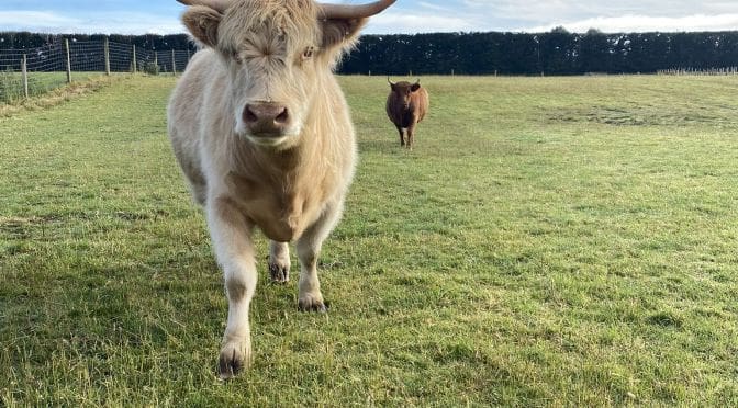 Woodstone Farm Te Anau: Authentic Farm Experience & Sheep Shearing