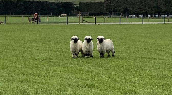Woodstone Farm Te Anau: Authentic Farm Experience & Sheep Shearing