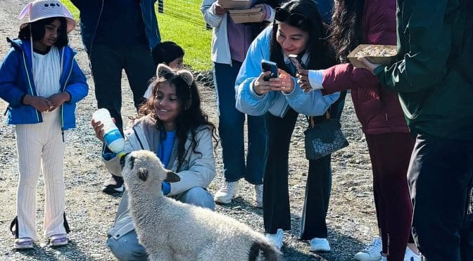 Woodstone Farm Te Anau: Authentic Farm Experience & Sheep Shearing