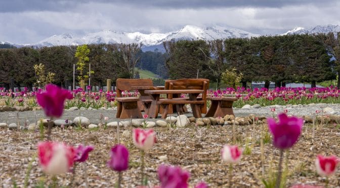 Woodstone Farm Te Anau: Authentic Farm Experience & Sheep Shearing
